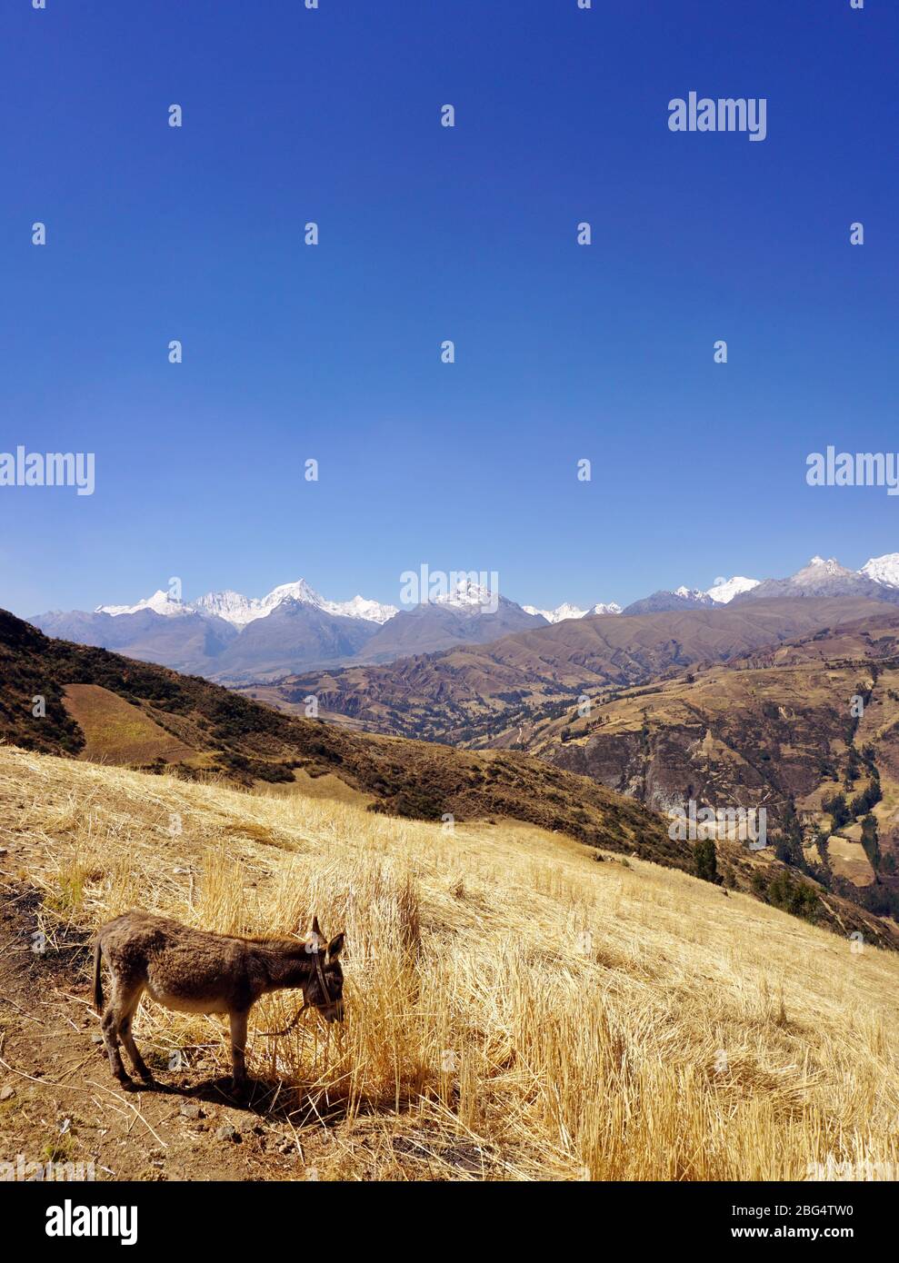 Donkey ice hi-res stock photography and images - Alamy