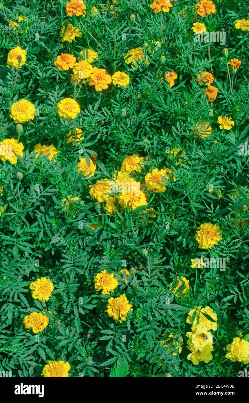 Soft lemon yellow marigold. Anemone-type tagetes lemon yellow flowers ...