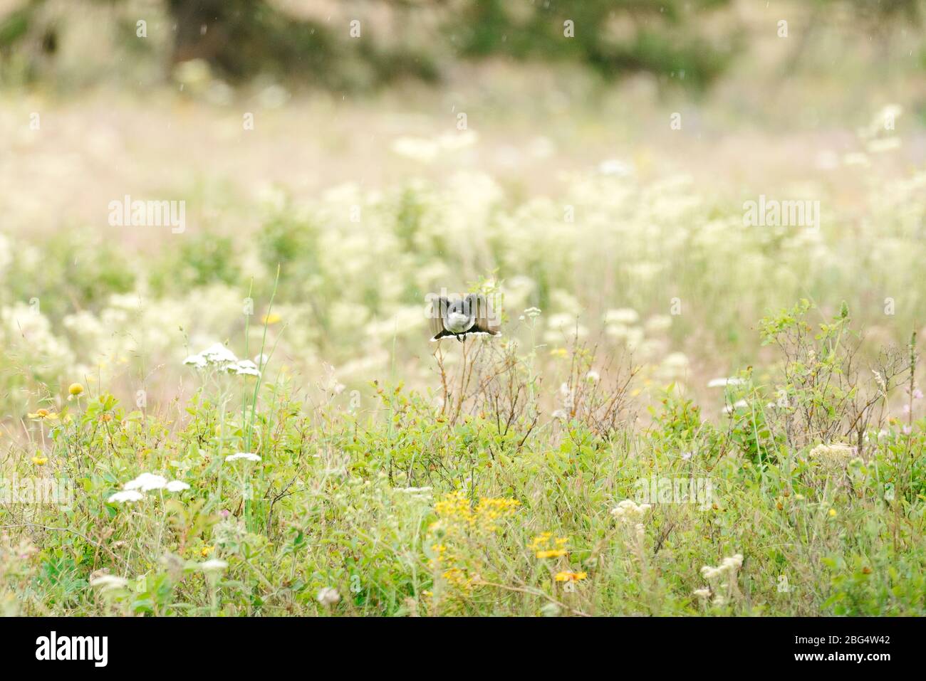 Flying towards camera hi-res stock photography and images - Alamy
