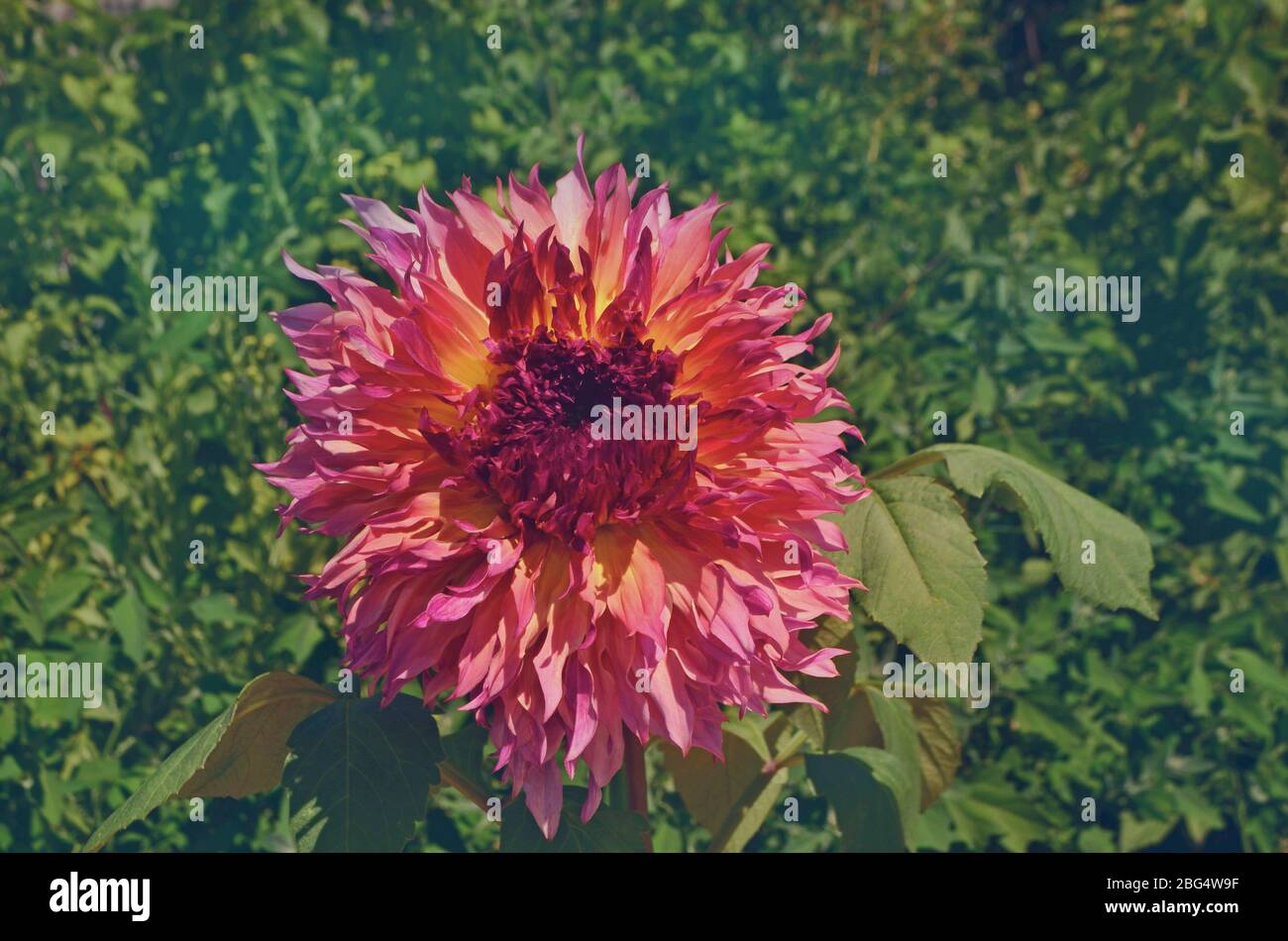 Large fuzzy combination of peach and pink color Dahlia flower Stock ...