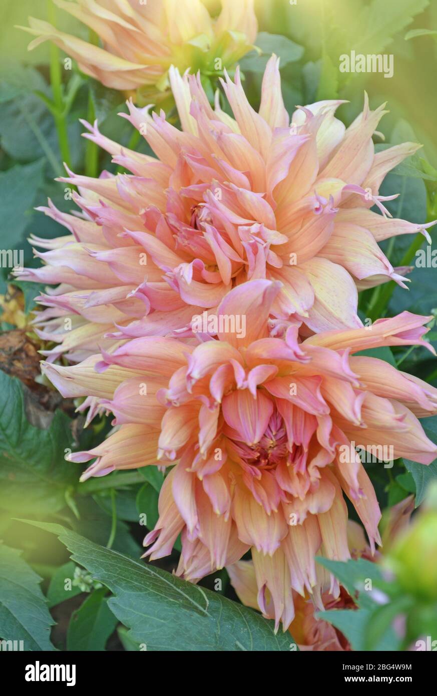 Red purple flower combination hi-res stock photography and images - Alamy