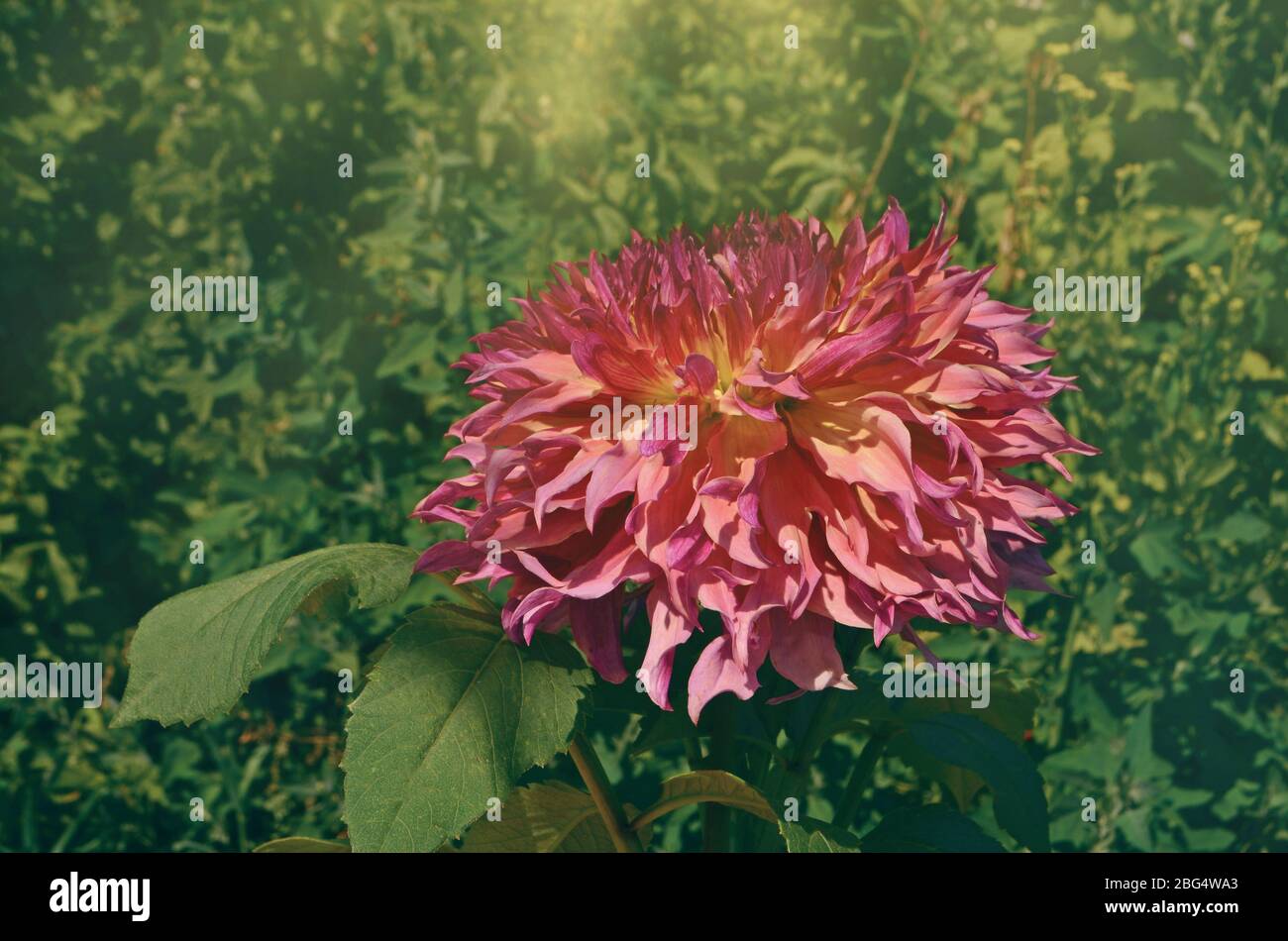 Large fuzzy combination of peach and pink color Dahlia flower Stock ...