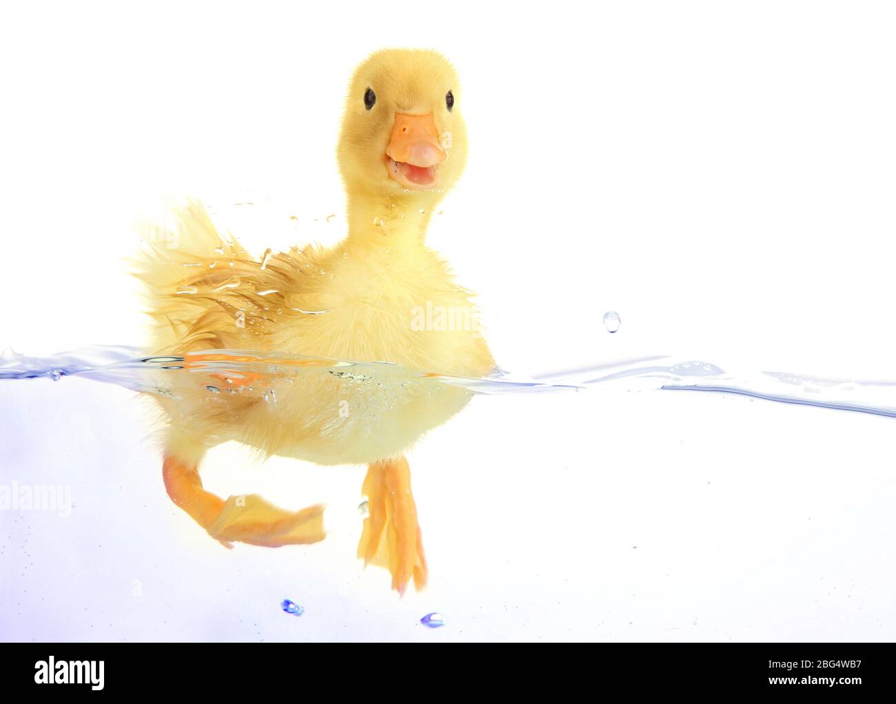 Floating cute duckling isolated on white Stock Photo - Alamy