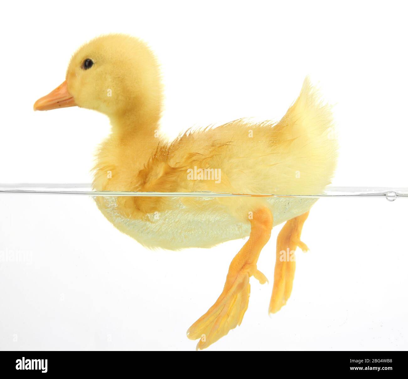 Floating cute duckling isolated on white Stock Photo - Alamy