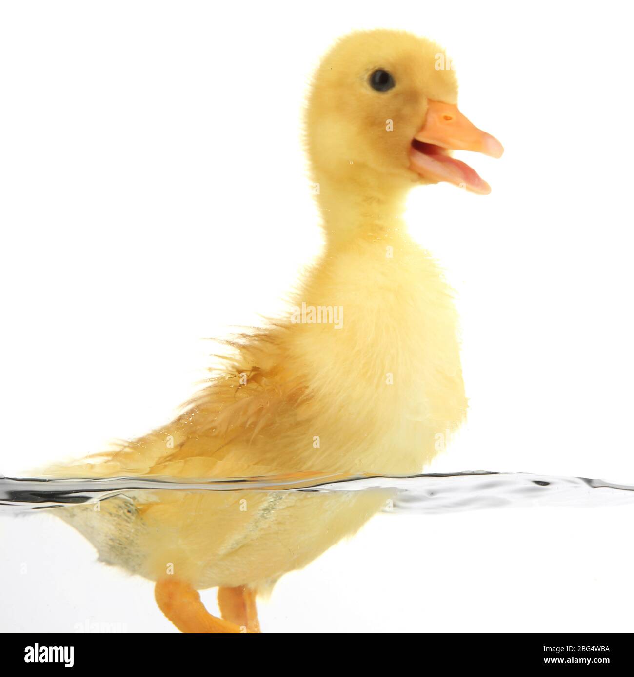 Floating cute duckling isolated on white Stock Photo - Alamy