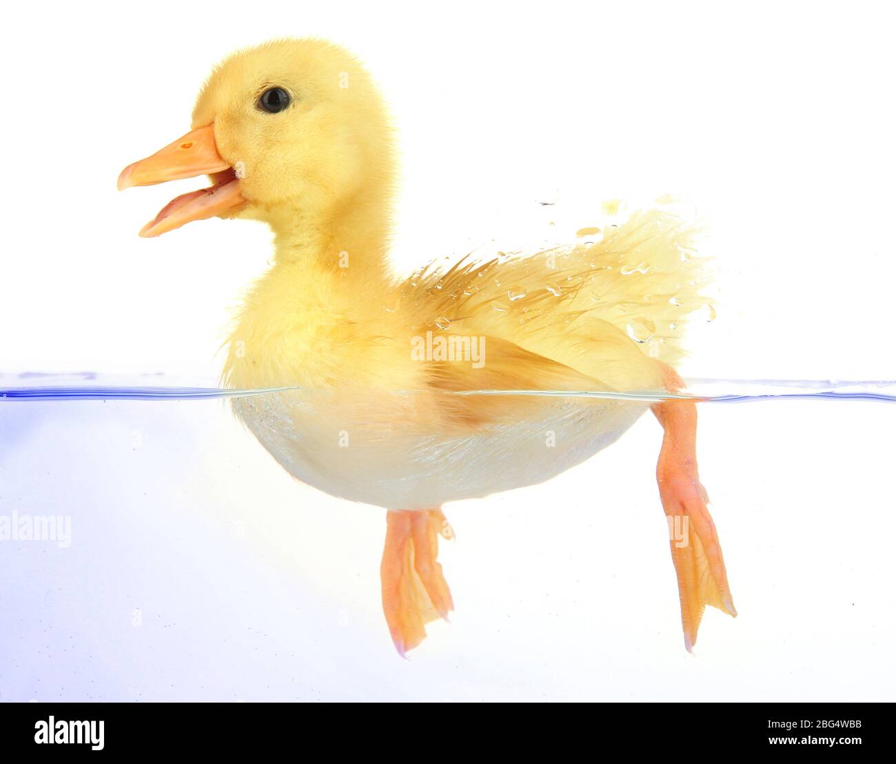 Floating cute duckling isolated on white Stock Photo - Alamy