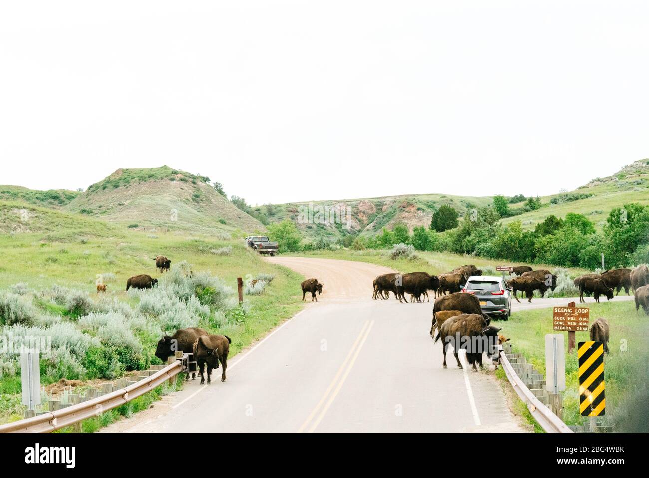 A herd of bison walk across a road in Theodore Roosevelt National Park ...