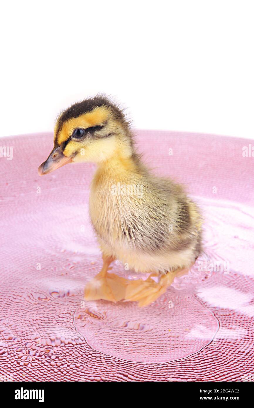 Floating cute duckling isolated on white Stock Photo - Alamy