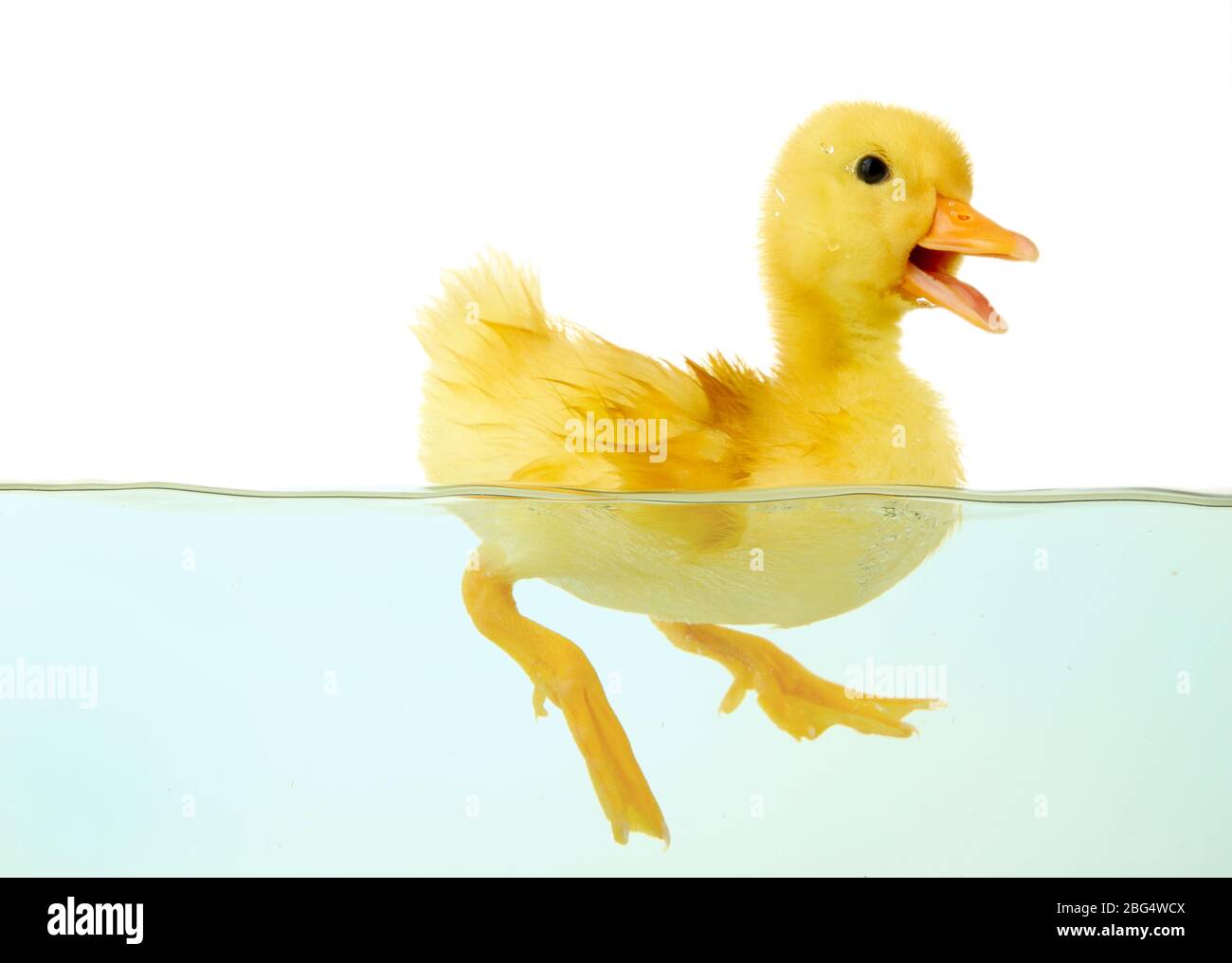 Floating cute duckling isolated on white Stock Photo - Alamy