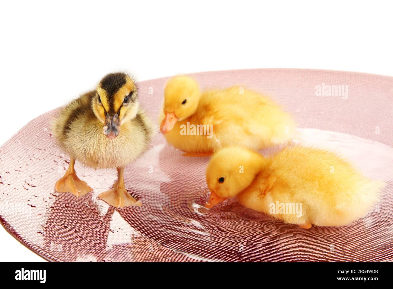 Floating cute ducklings close up Stock Photo - Alamy