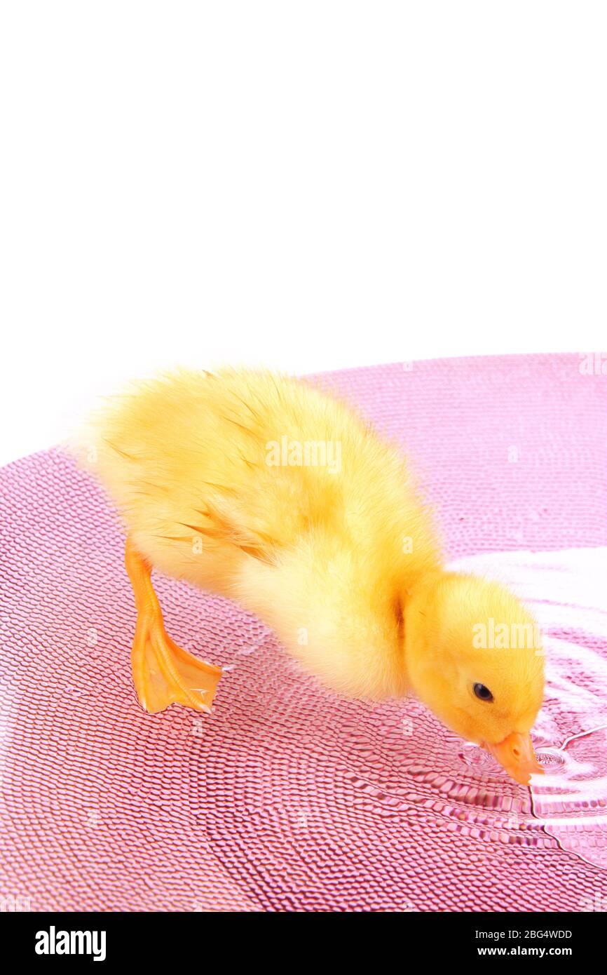 Floating cute duckling isolated on white Stock Photo - Alamy