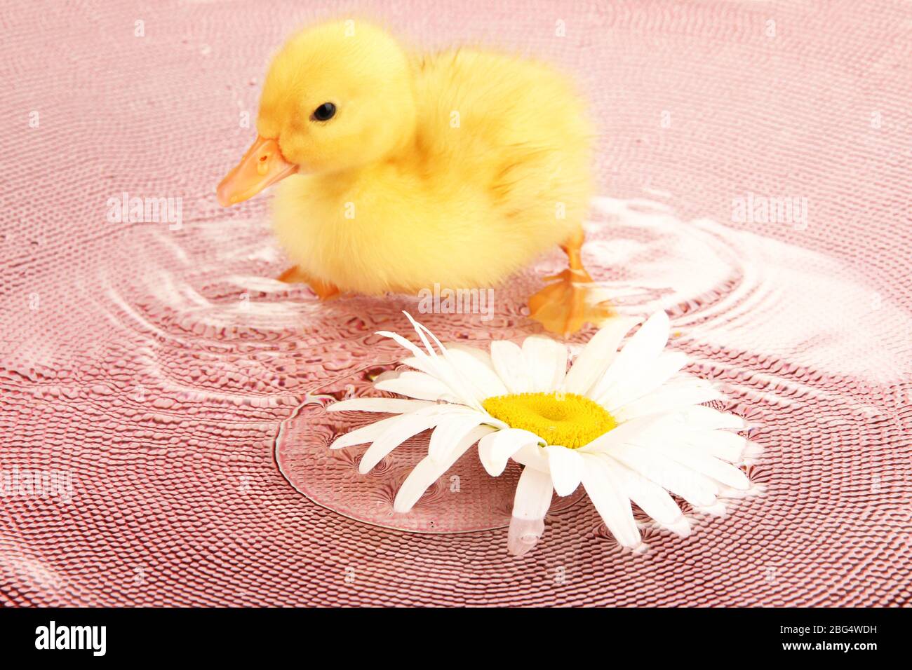 Floating cute duckling close up Stock Photo - Alamy