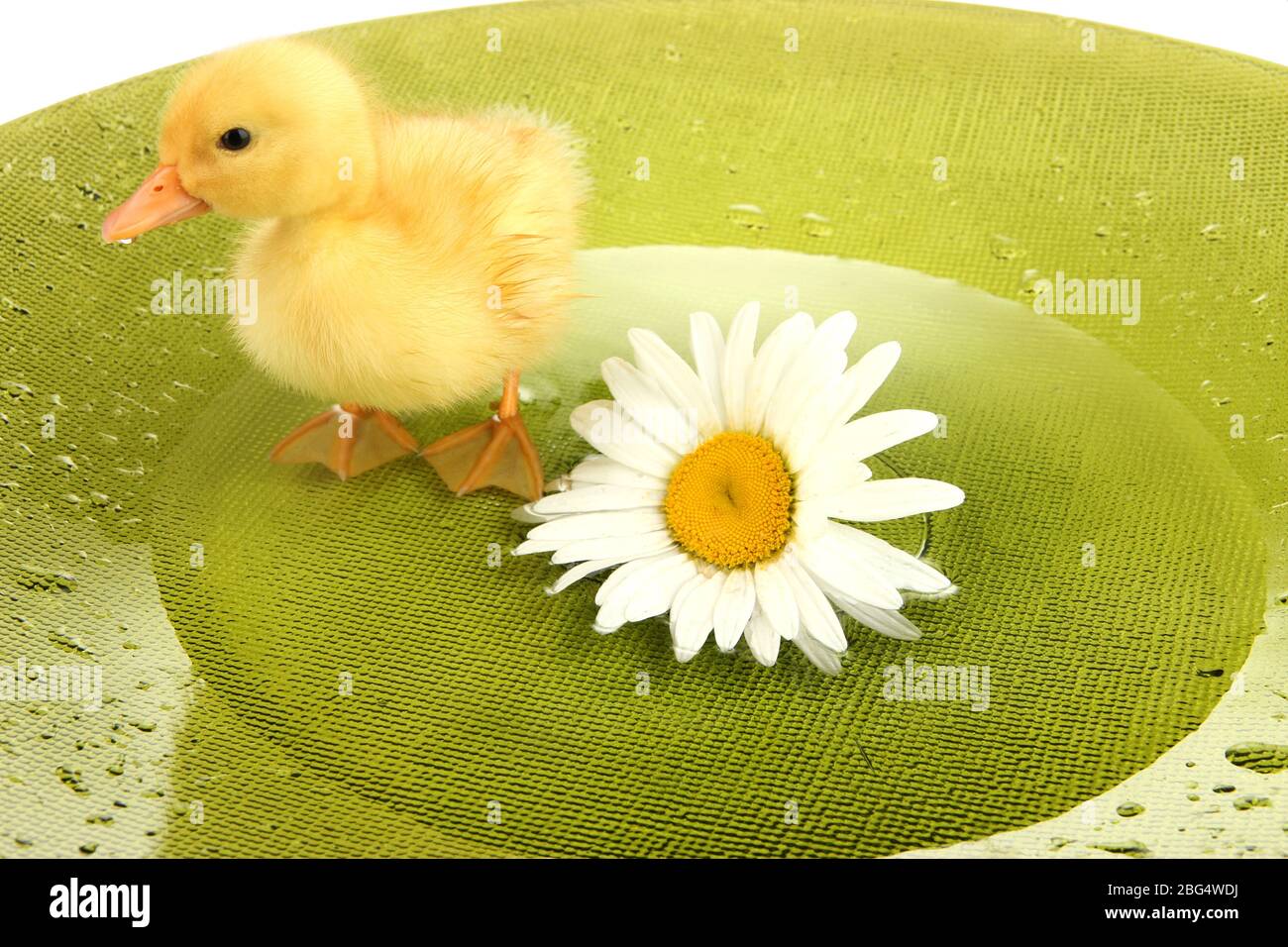 Floating cute duckling close up Stock Photo - Alamy