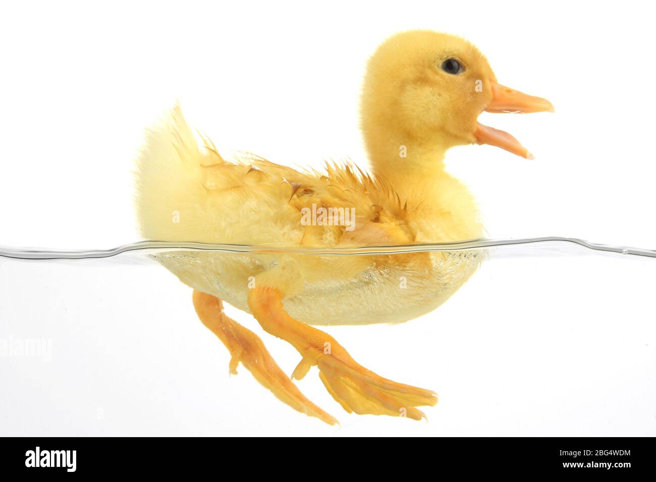 Floating cute duckling isolated on white Stock Photo - Alamy