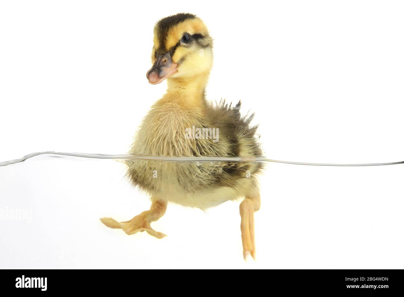 Floating cute duckling isolated on white Stock Photo - Alamy