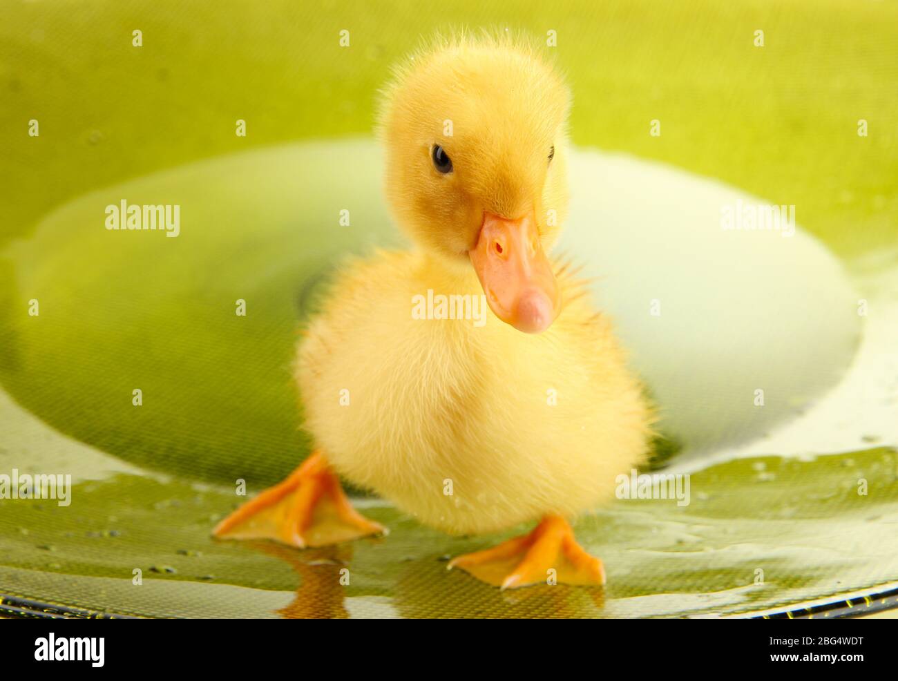 Floating cute duckling close up Stock Photo - Alamy