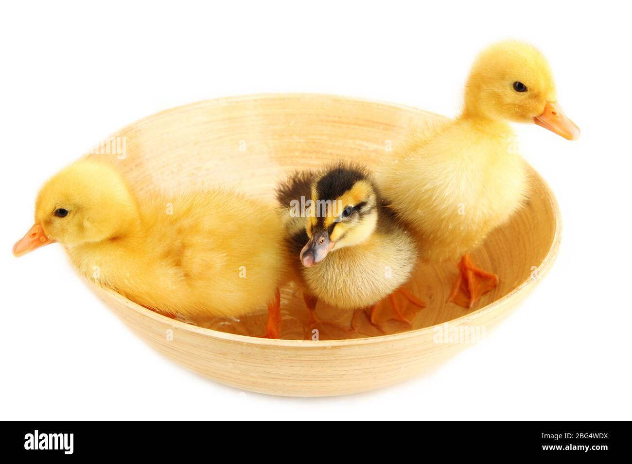 Floating cute ducklings isolated on white Stock Photo - Alamy