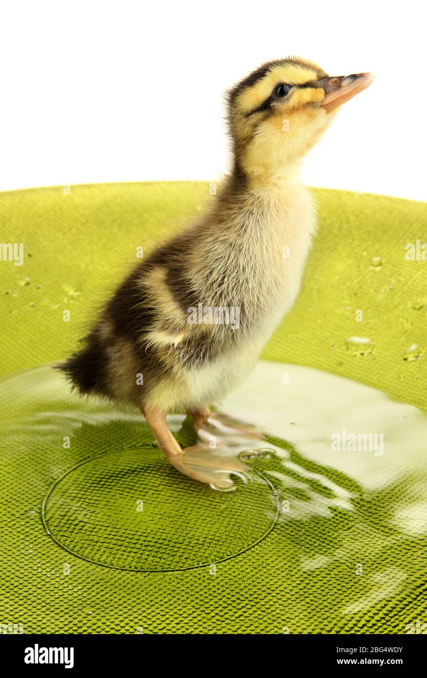 Floating cute duckling close up Stock Photo - Alamy