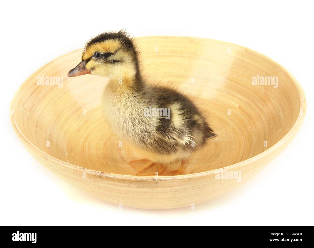 Floating cute duckling isolated on white Stock Photo - Alamy