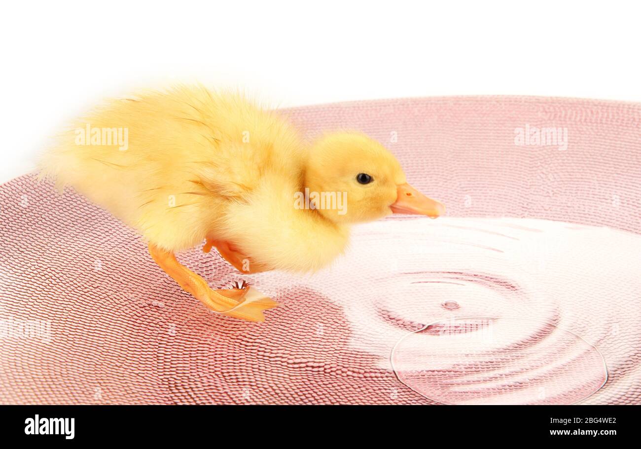 Floating cute duckling isolated on white Stock Photo - Alamy