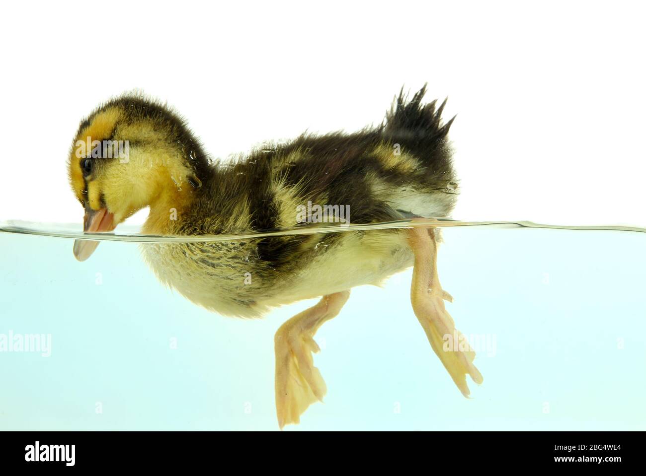 Floating cute duckling isolated on white Stock Photo - Alamy