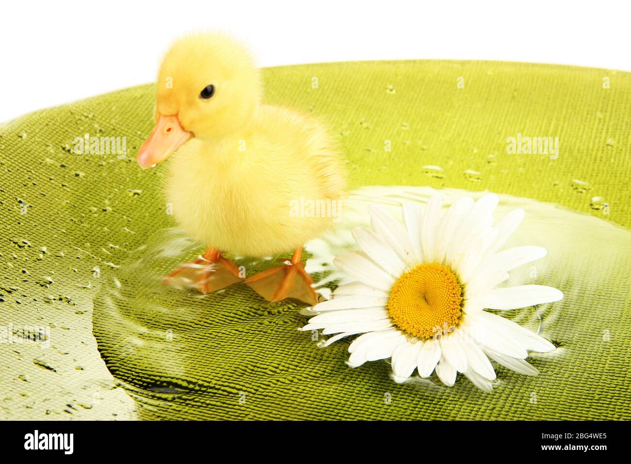 Floating cute duckling close up Stock Photo - Alamy