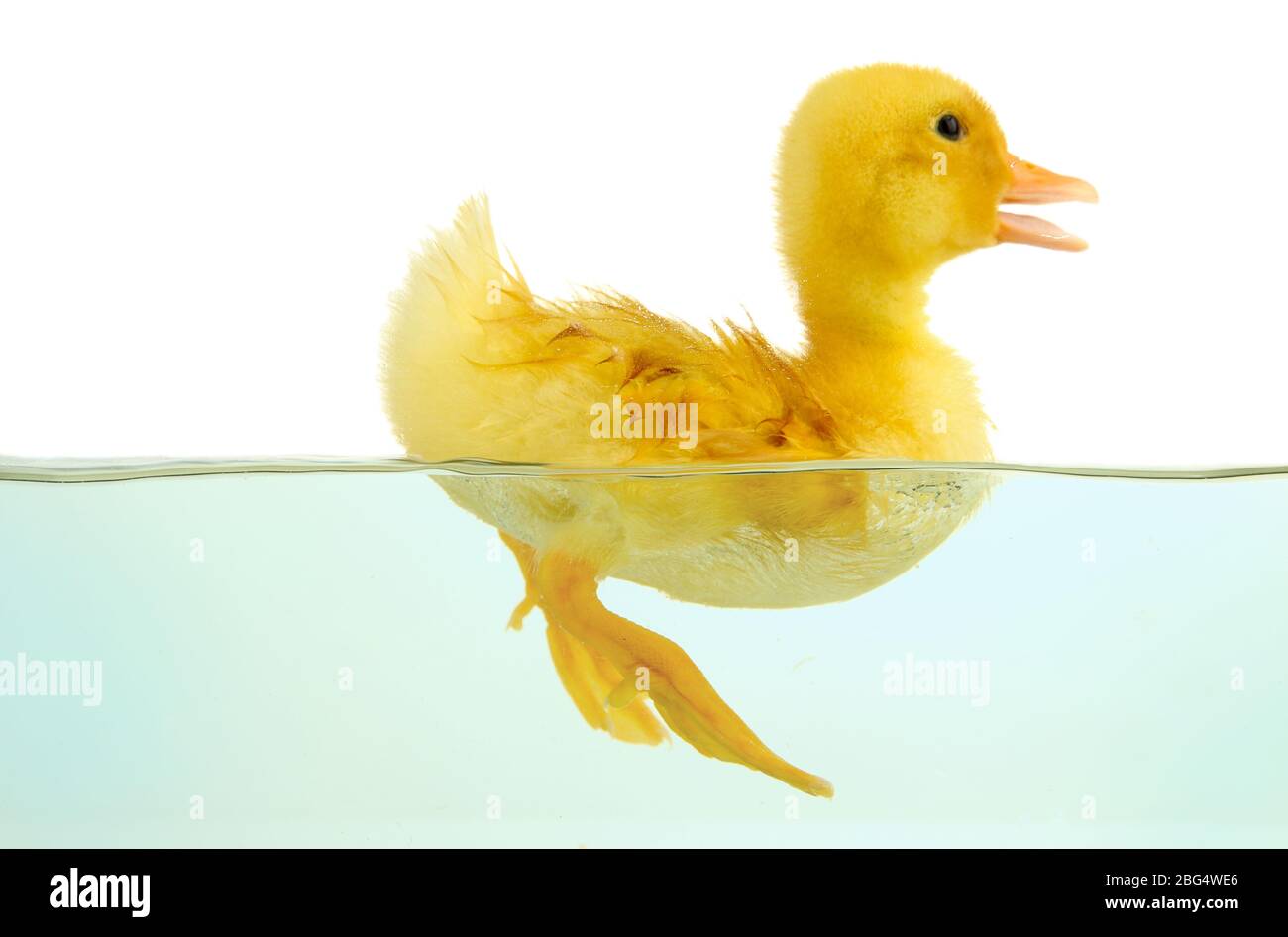 Floating cute duckling isolated on white Stock Photo - Alamy