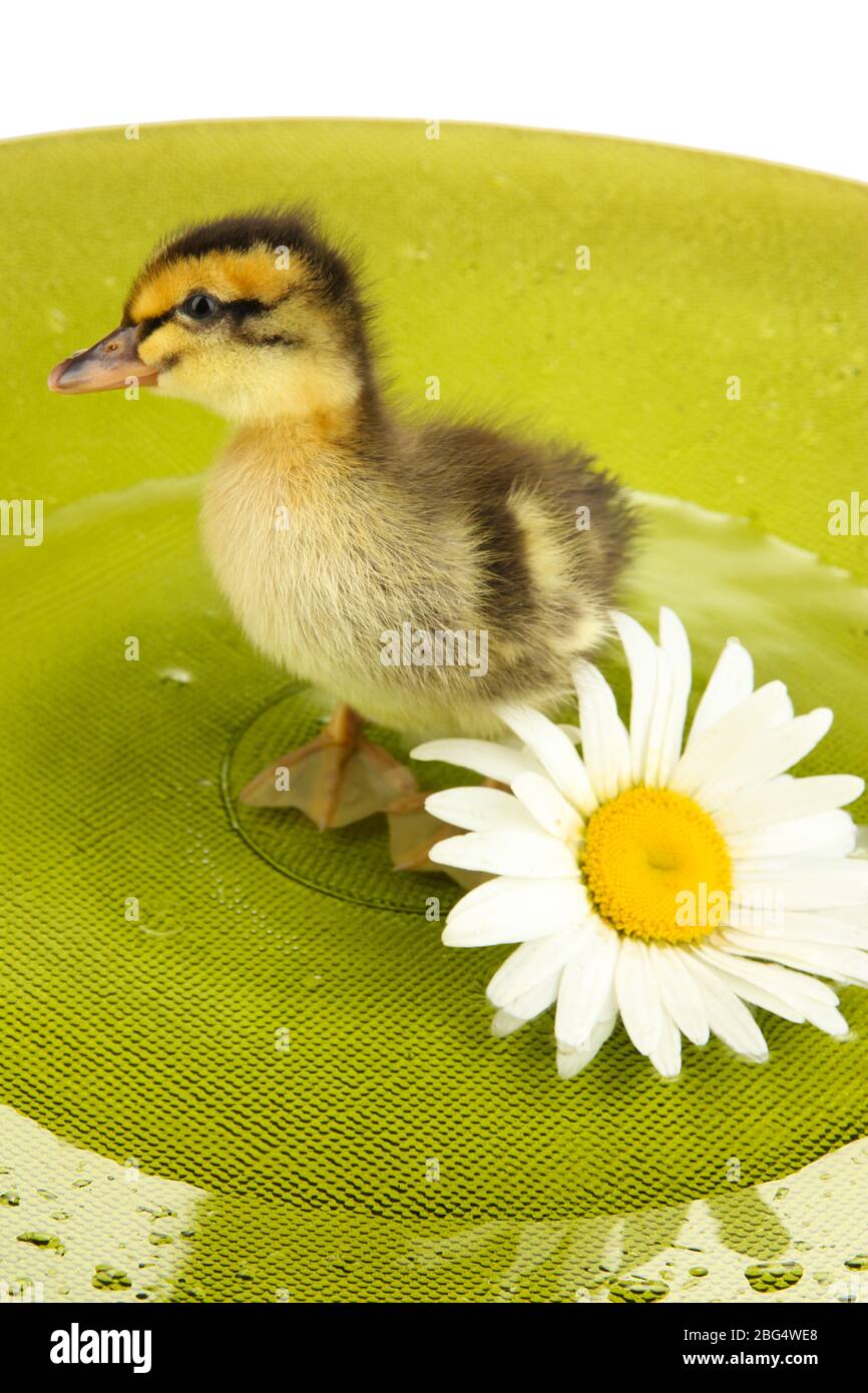 Floating cute duckling close up Stock Photo - Alamy