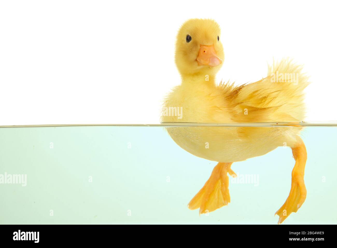 Floating cute duckling isolated on white Stock Photo - Alamy