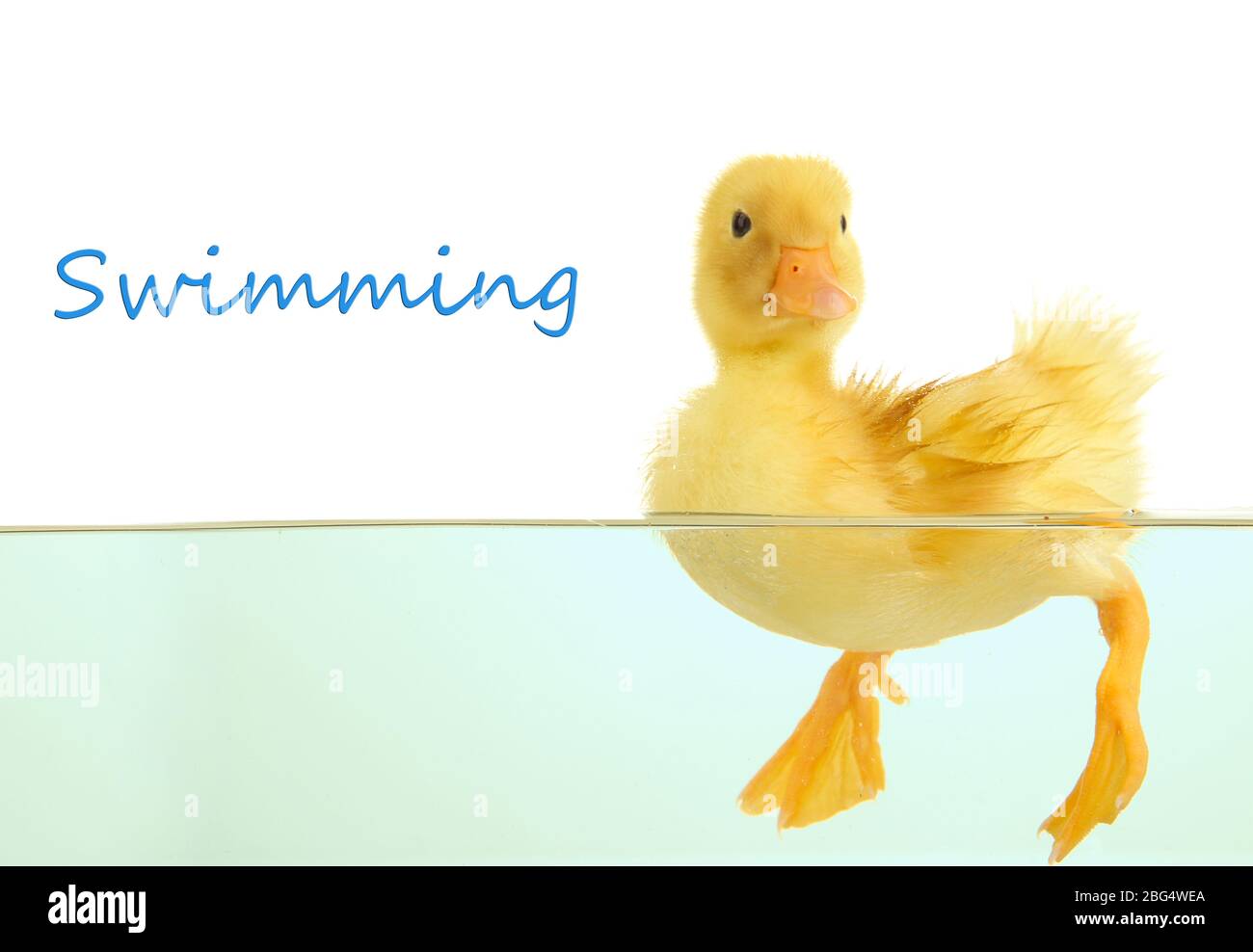 Floating cute duckling isolated on white Stock Photo - Alamy