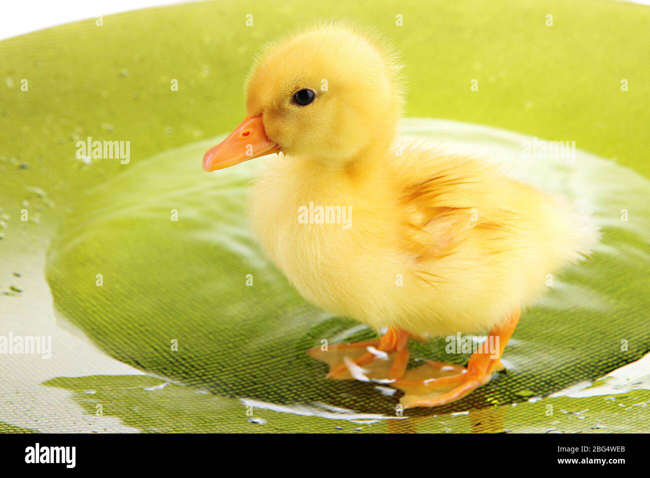 Cute Duckling