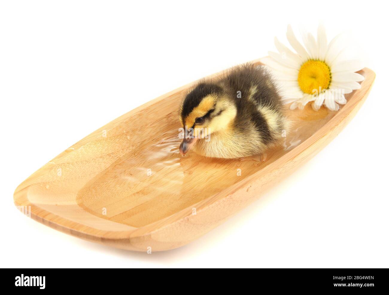 Floating cute duckling isolated on white Stock Photo - Alamy