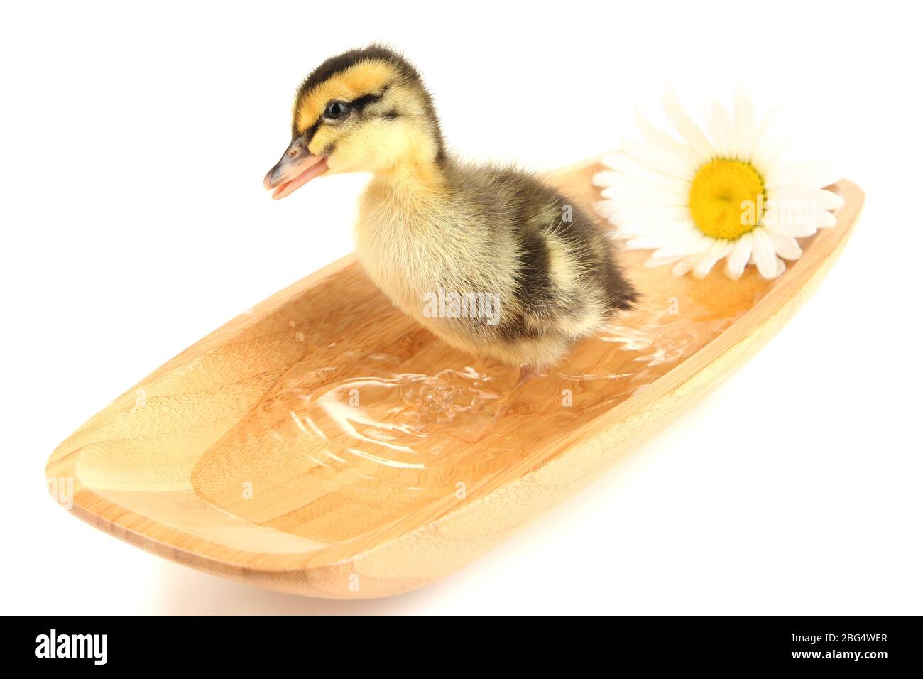 Floating cute duckling isolated on white Stock Photo - Alamy