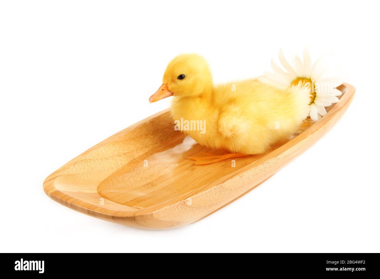 Floating cute duckling isolated on white Stock Photo - Alamy