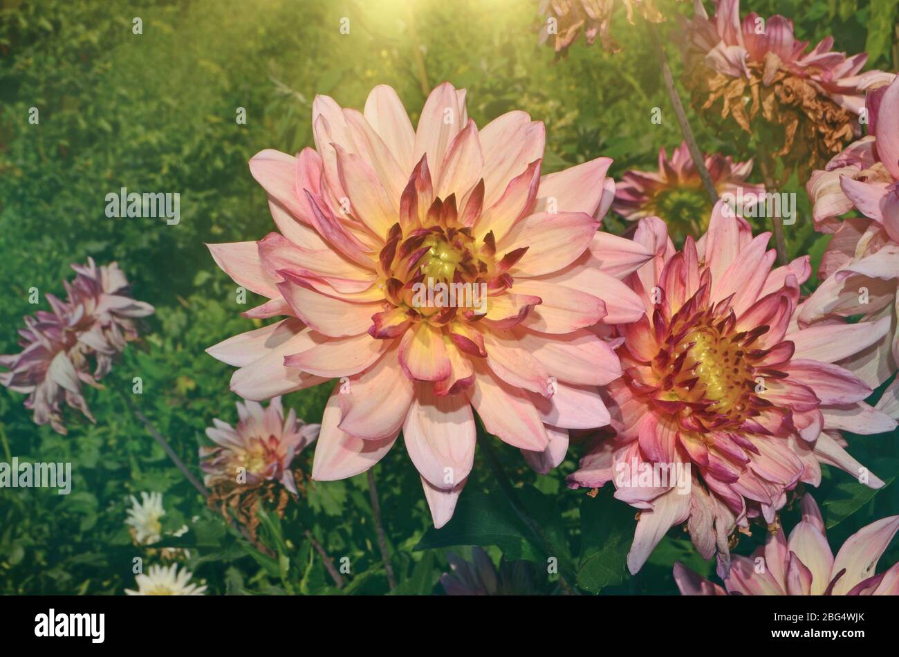 Red petal Dahlia. Miniature red dahlia in garden Stock Photo - Alamy