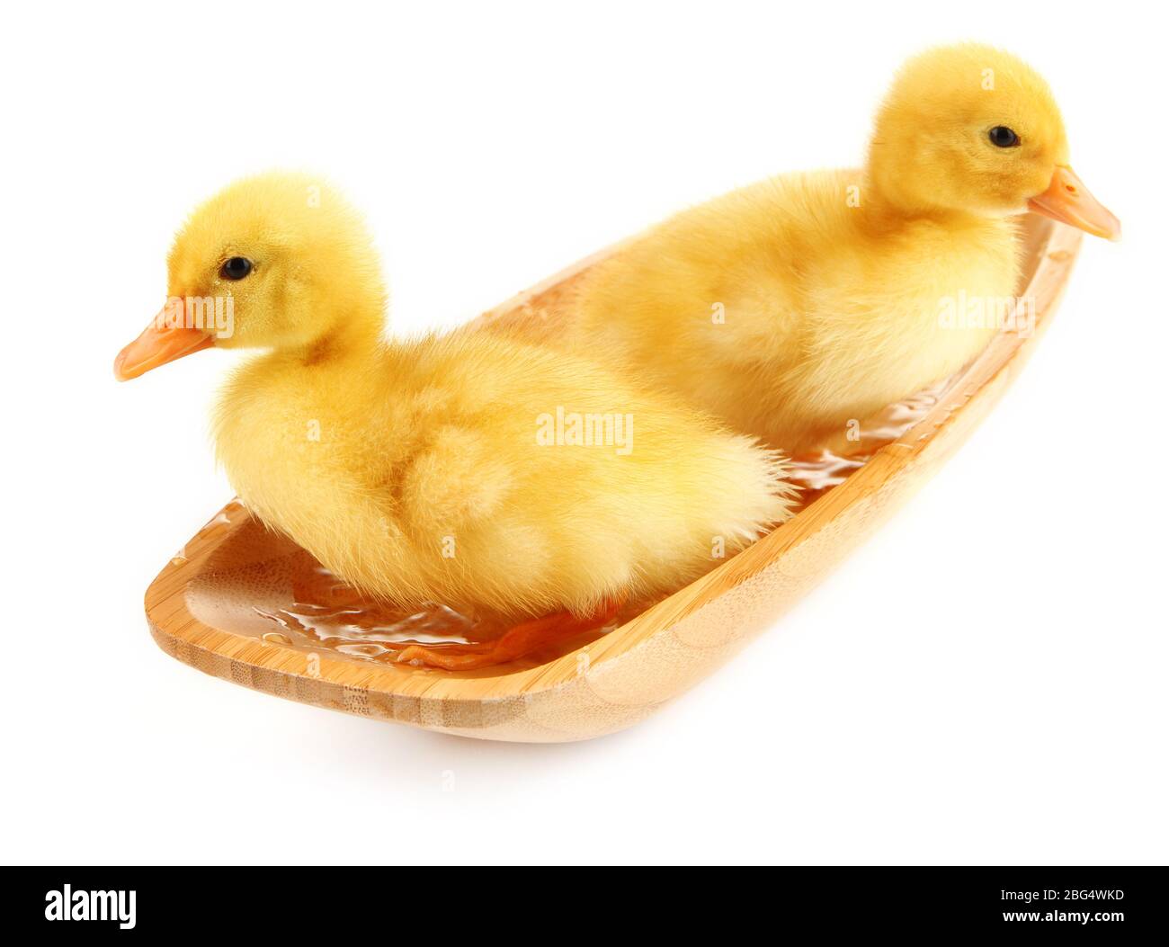 Floating cute ducklings isolated on white Stock Photo - Alamy