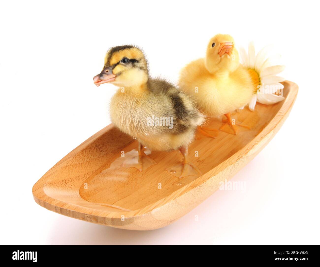 Floating cute ducklings isolated on white Stock Photo - Alamy