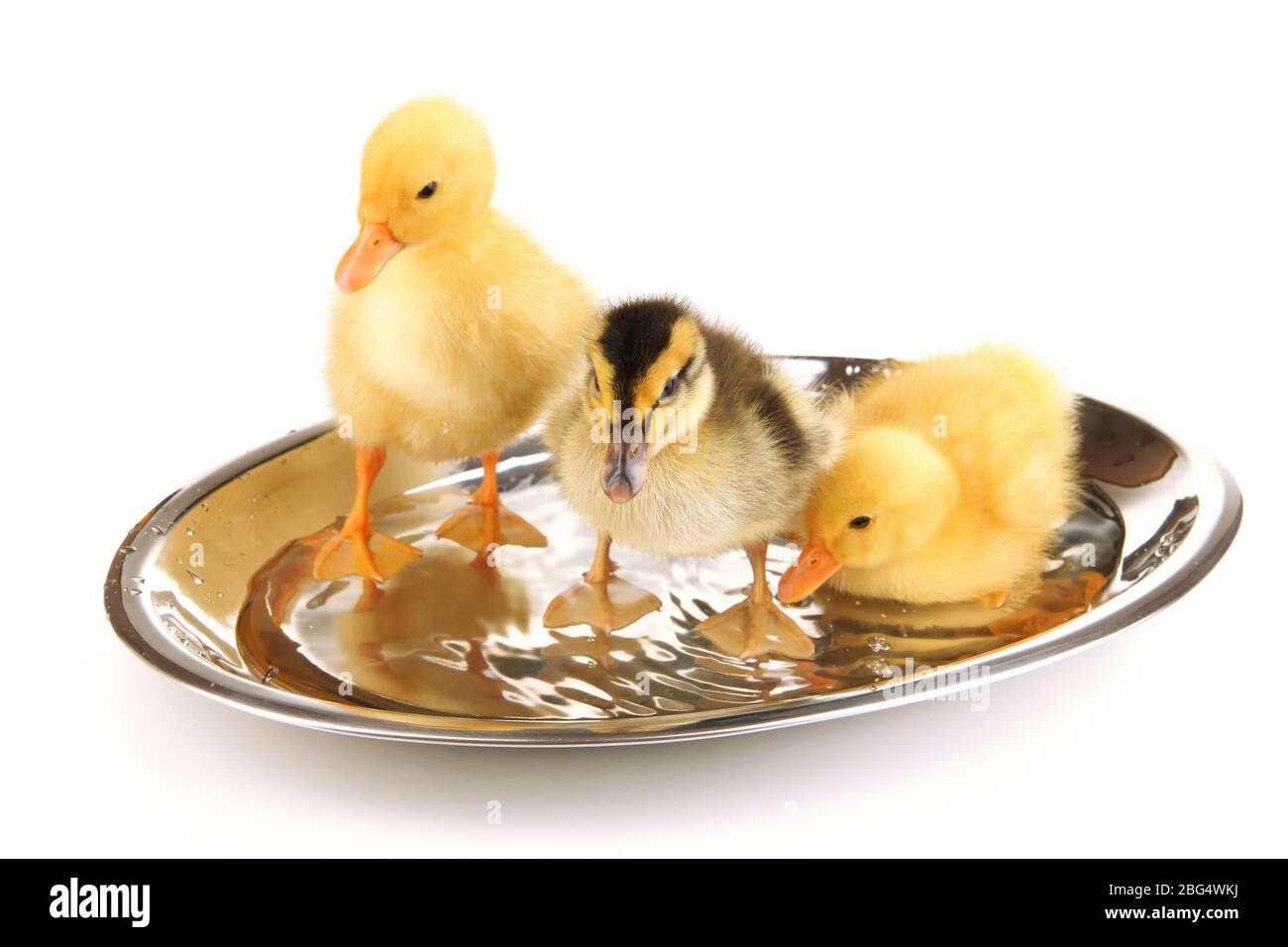 Floating cute ducklings isolated on white Stock Photo - Alamy