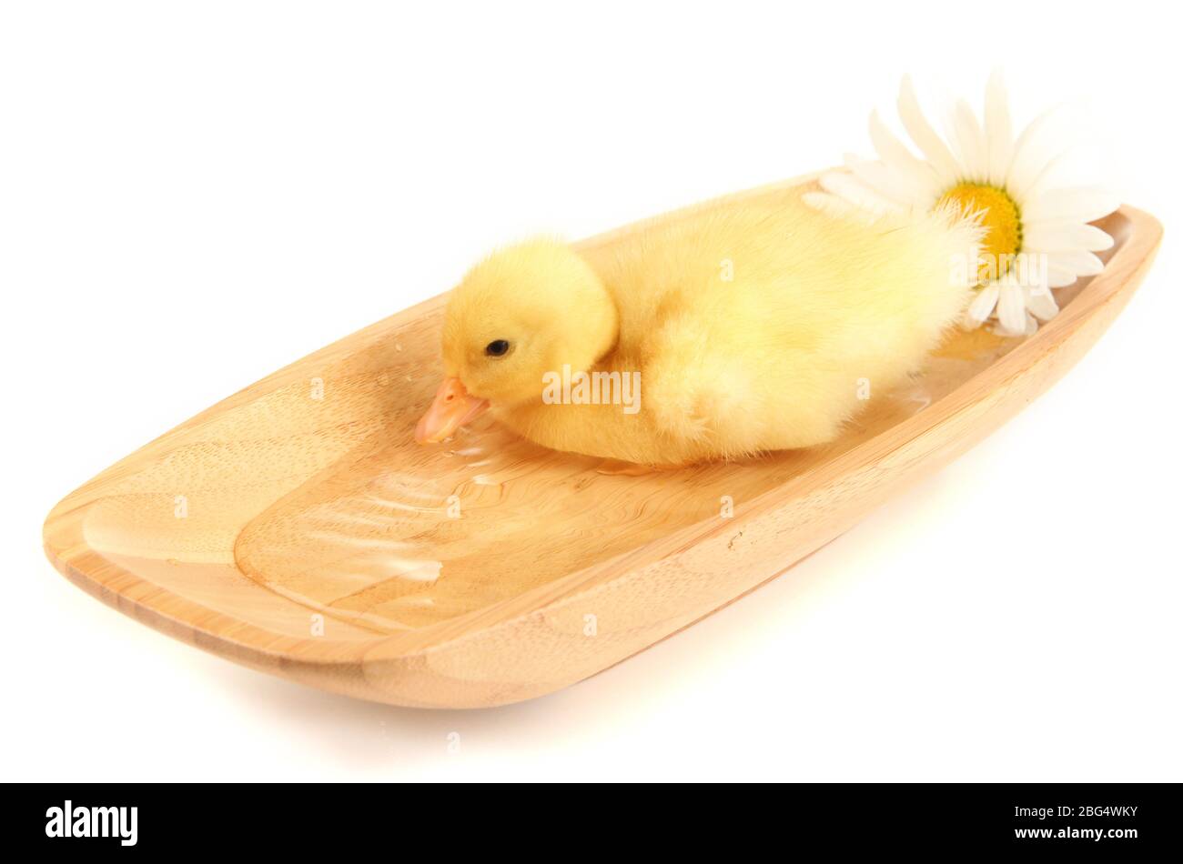 Floating cute duckling isolated on white Stock Photo - Alamy