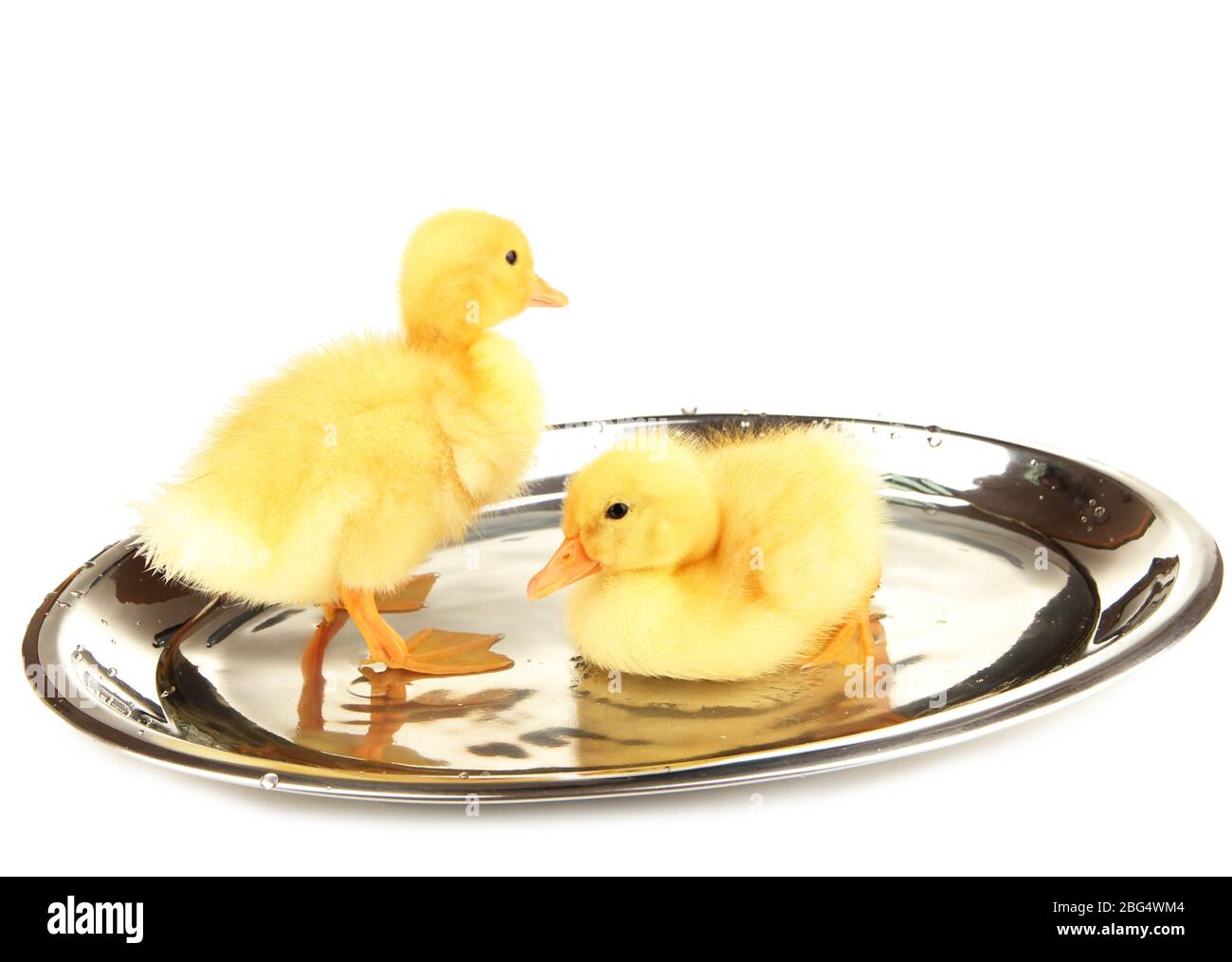 Floating cute ducklings isolated on white Stock Photo - Alamy