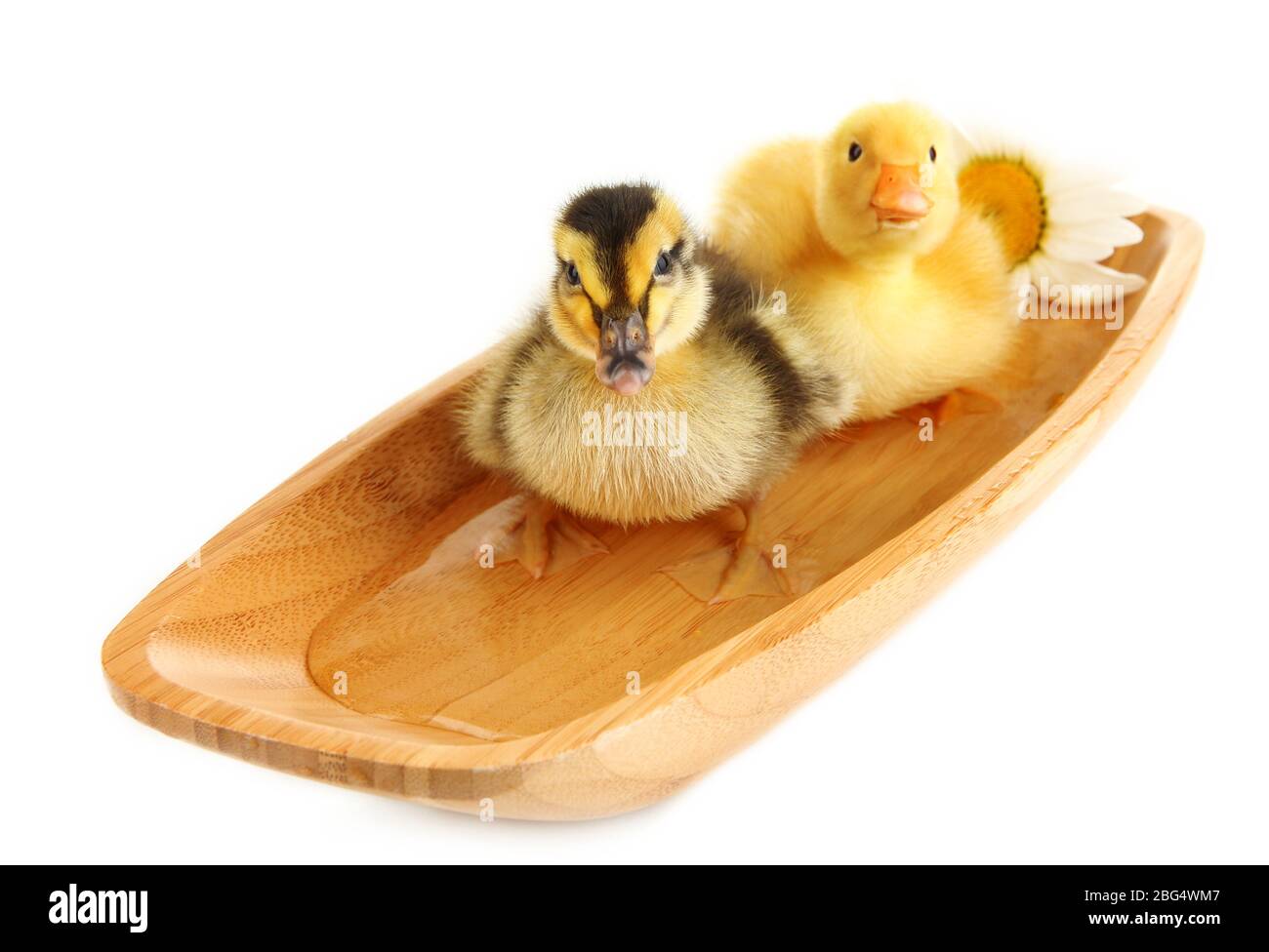 Floating cute ducklings isolated on white Stock Photo - Alamy