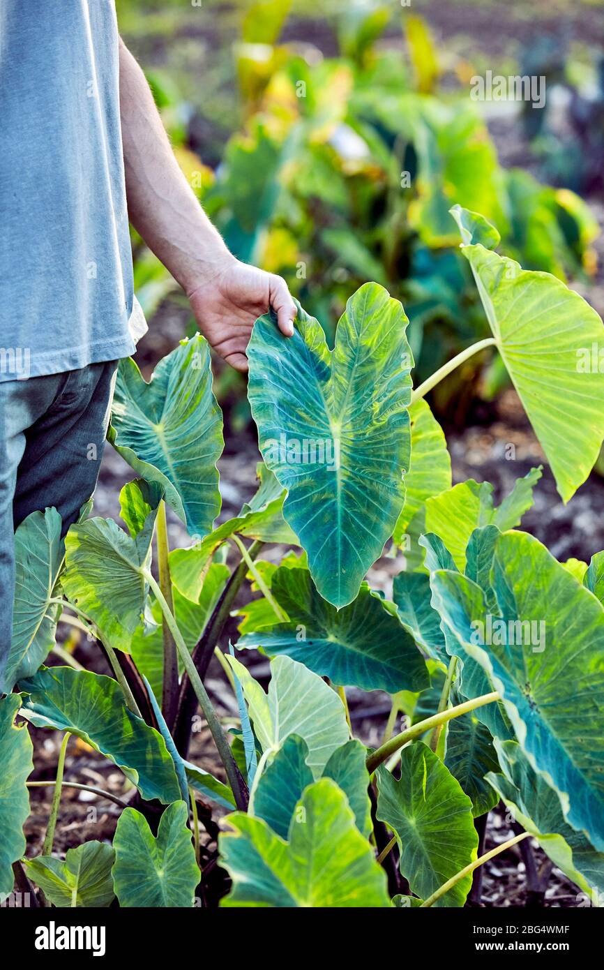 Taro patch hi-res stock photography and images - Alamy
