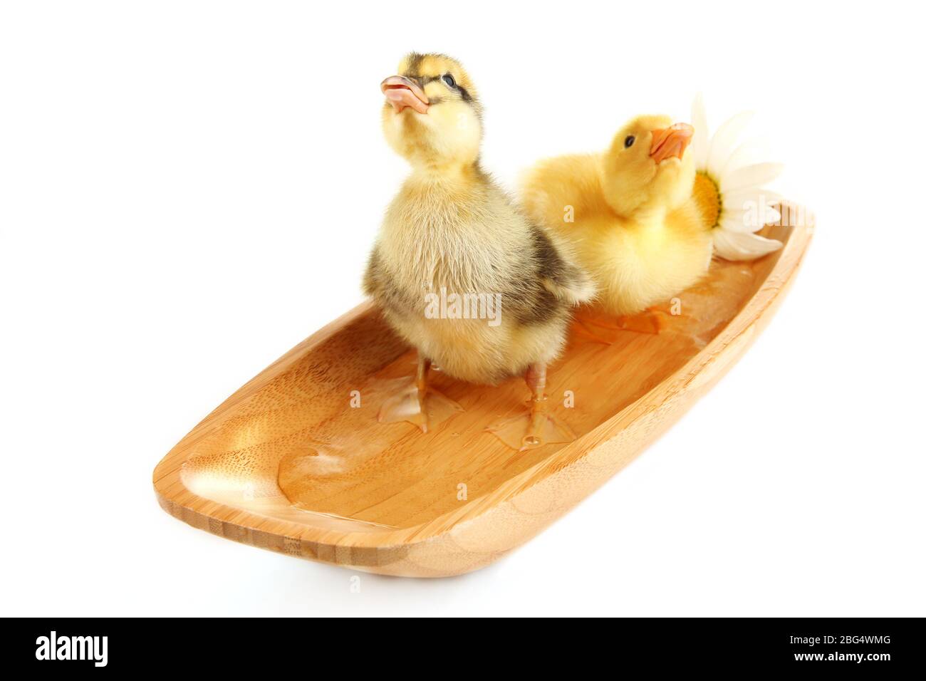 Floating cute ducklings isolated on white Stock Photo - Alamy