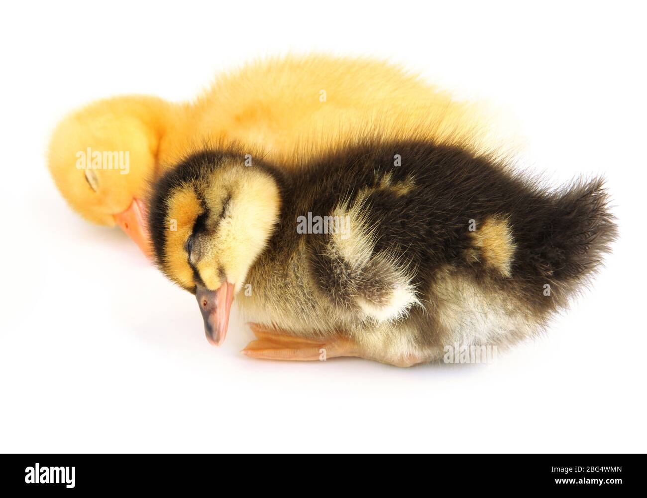 Sleeping cute ducklings isolated on white Stock Photo - Alamy