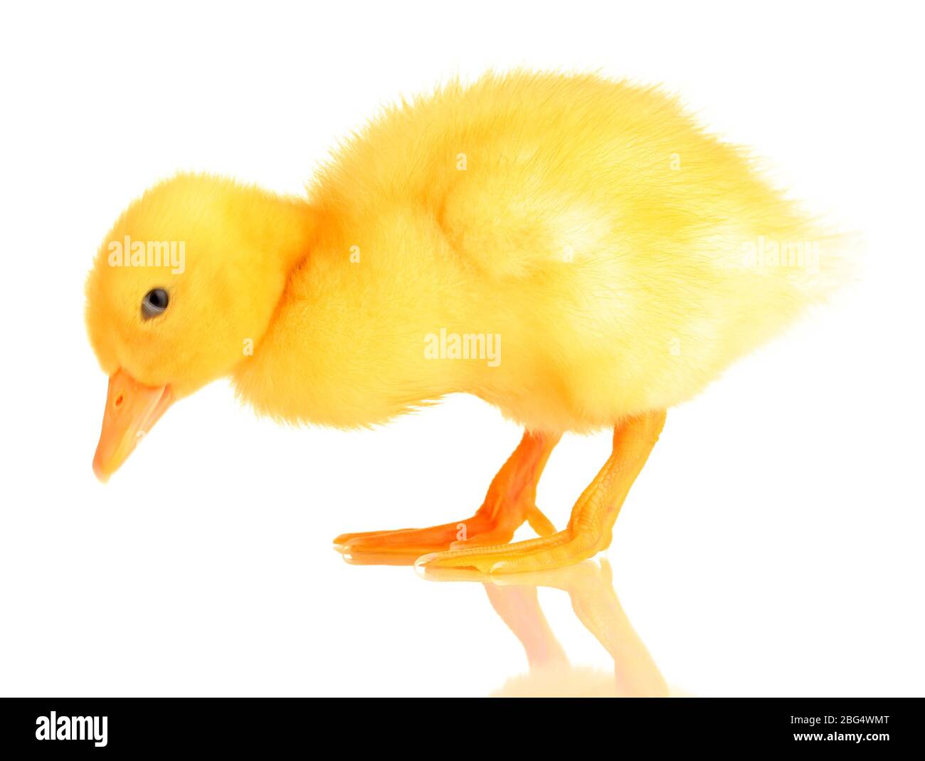 Cute duckling isolated on white Stock Photo - Alamy