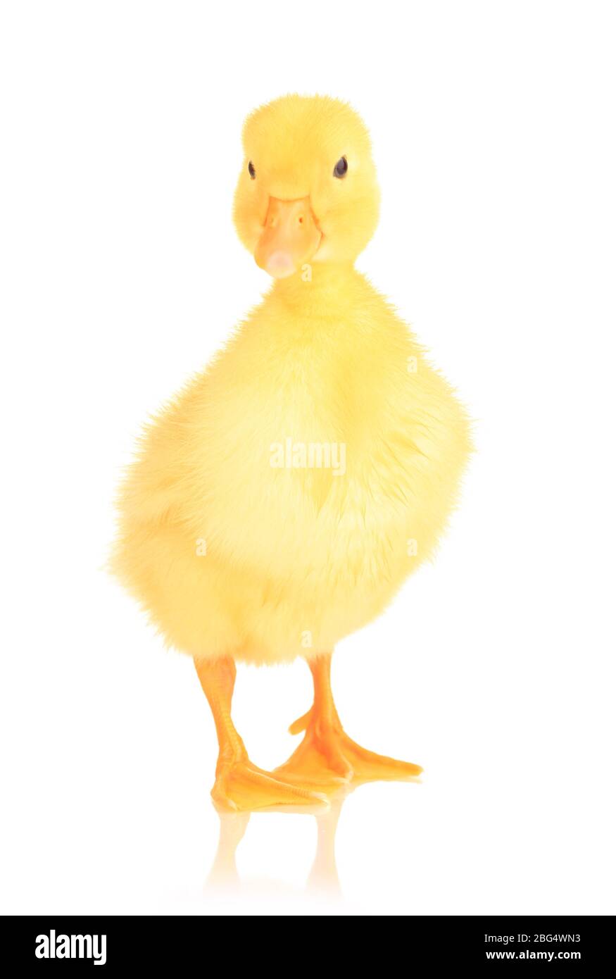 Hatched duckling Cut Out Stock Images & Pictures - Alamy