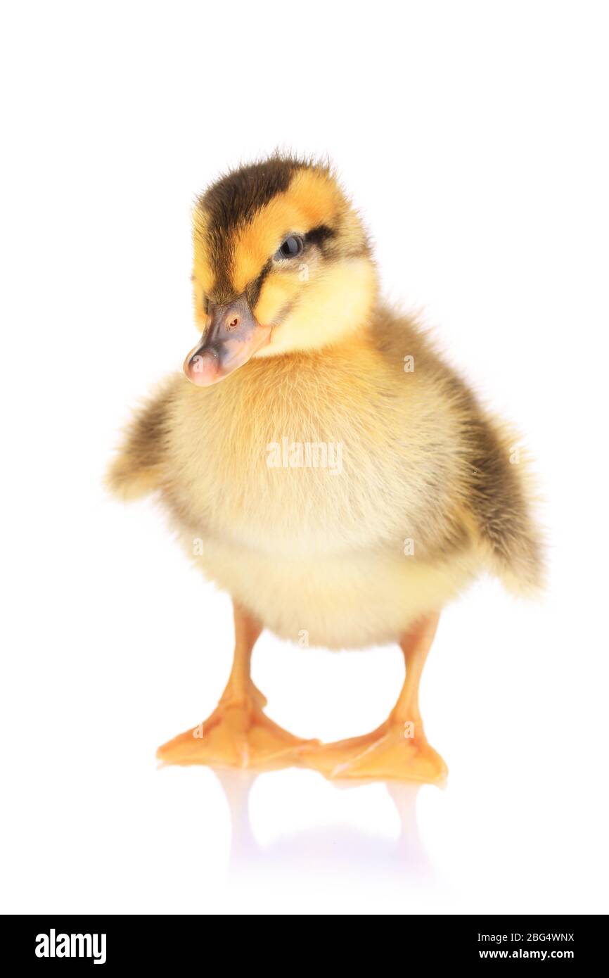 Cute duckling isolated on white Stock Photo - Alamy