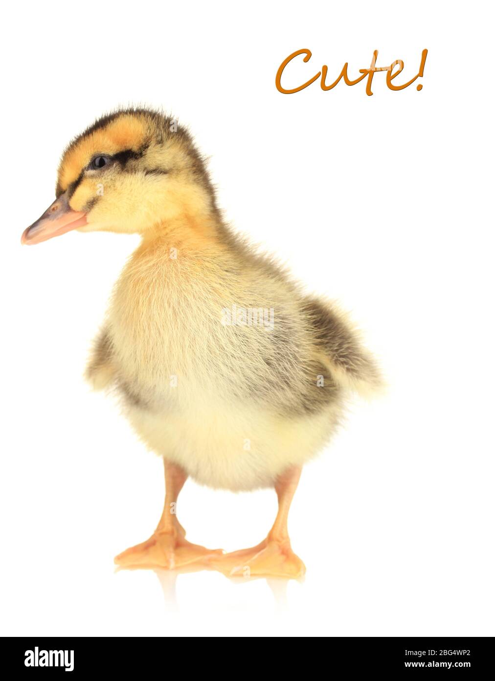 Cute duckling isolated on white Stock Photo - Alamy