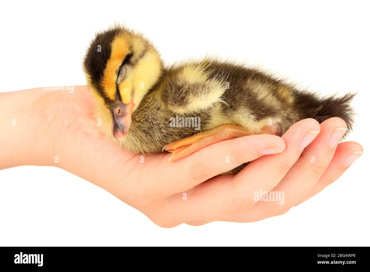 Sleeping cute duckling in hand isolated on white Stock Photo - Alamy