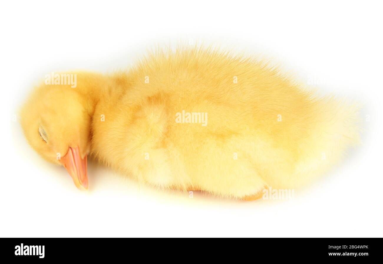 Sleeping cute duckling isolated on white Stock Photo - Alamy